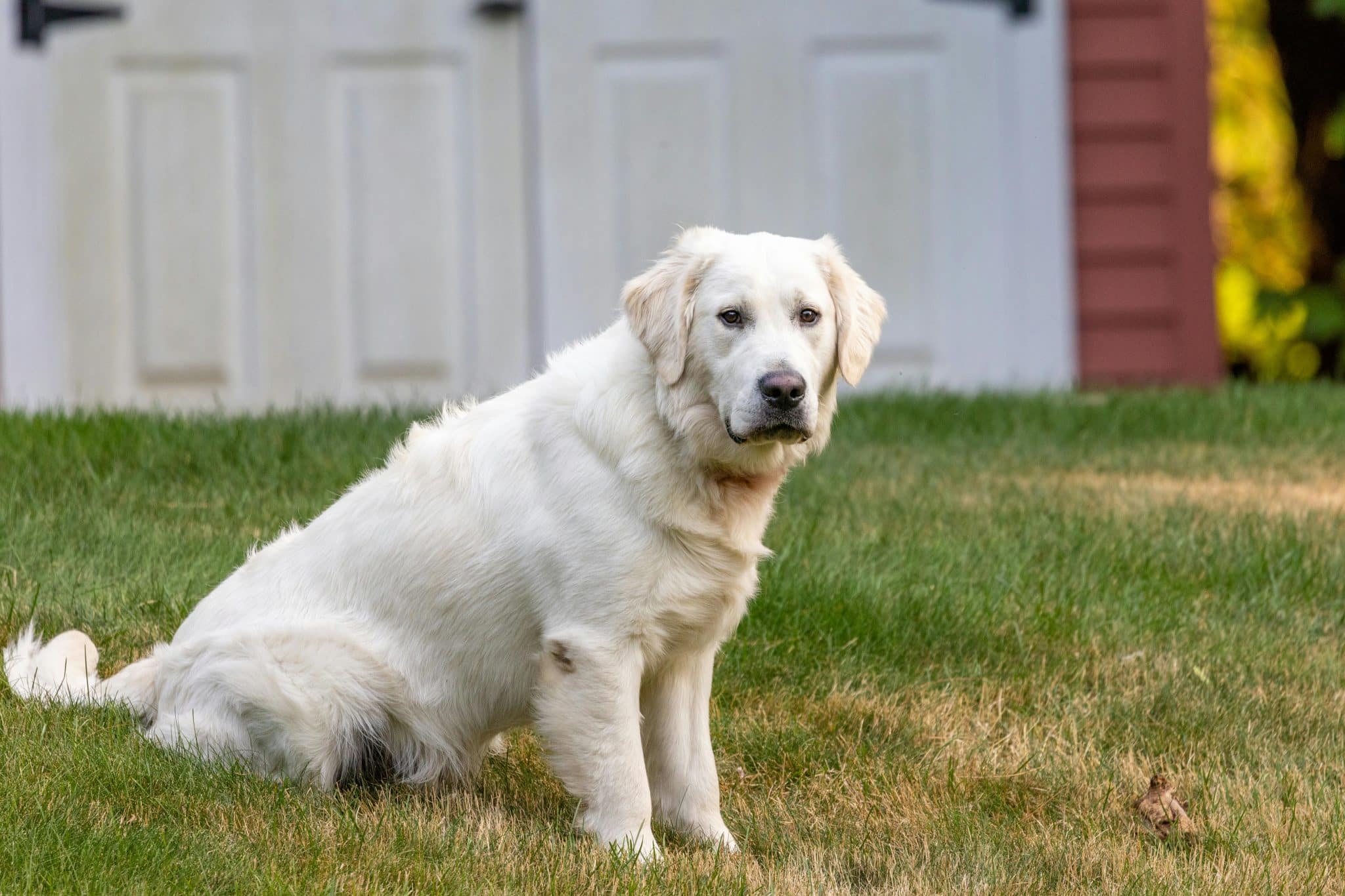 13 Ultimate Loving Dog Breeds That Will Steal Your Heart (And Your Bed ...