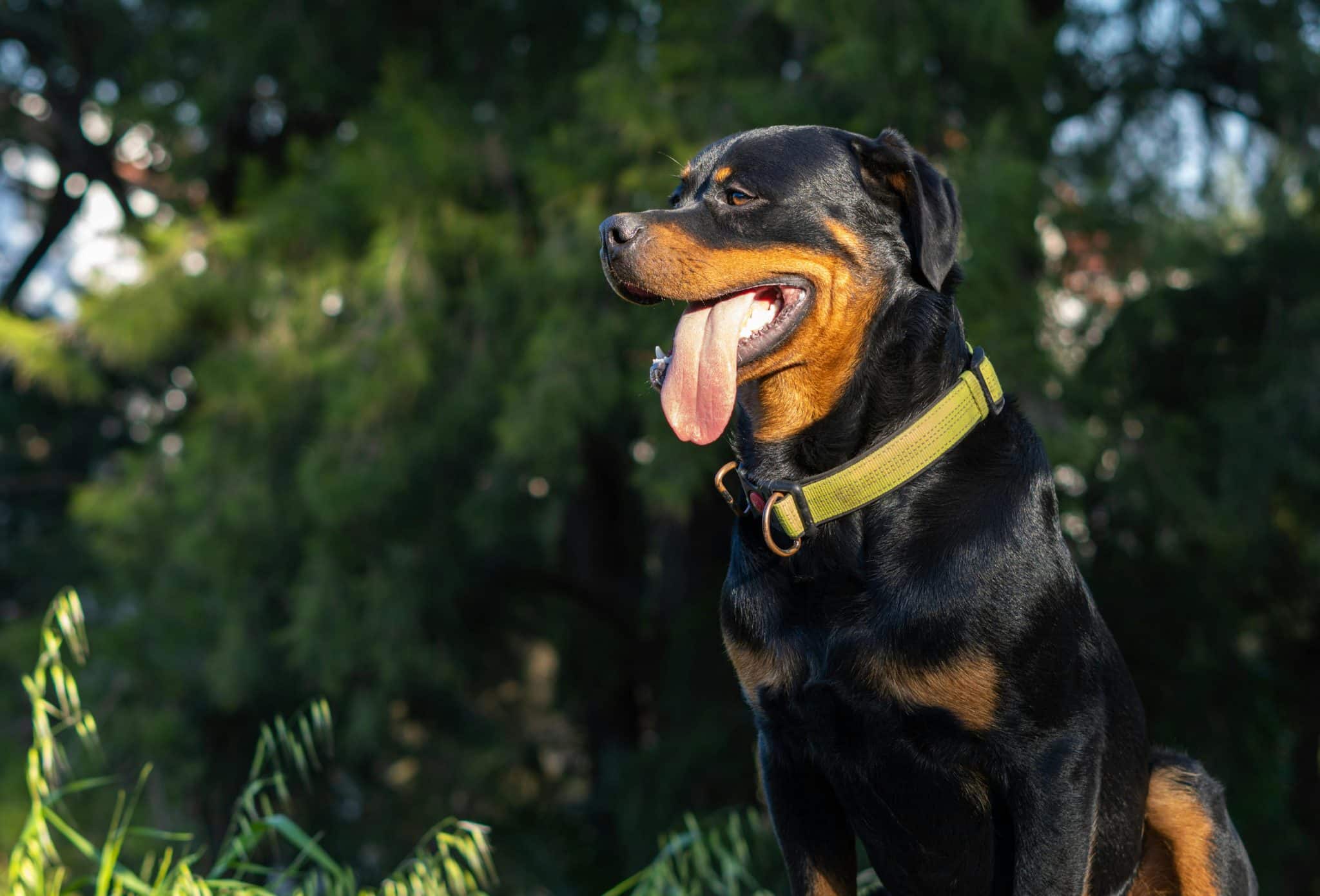 Top 15 Dog Breeds That Defined the Early 2000s—Do You Remember Them ...