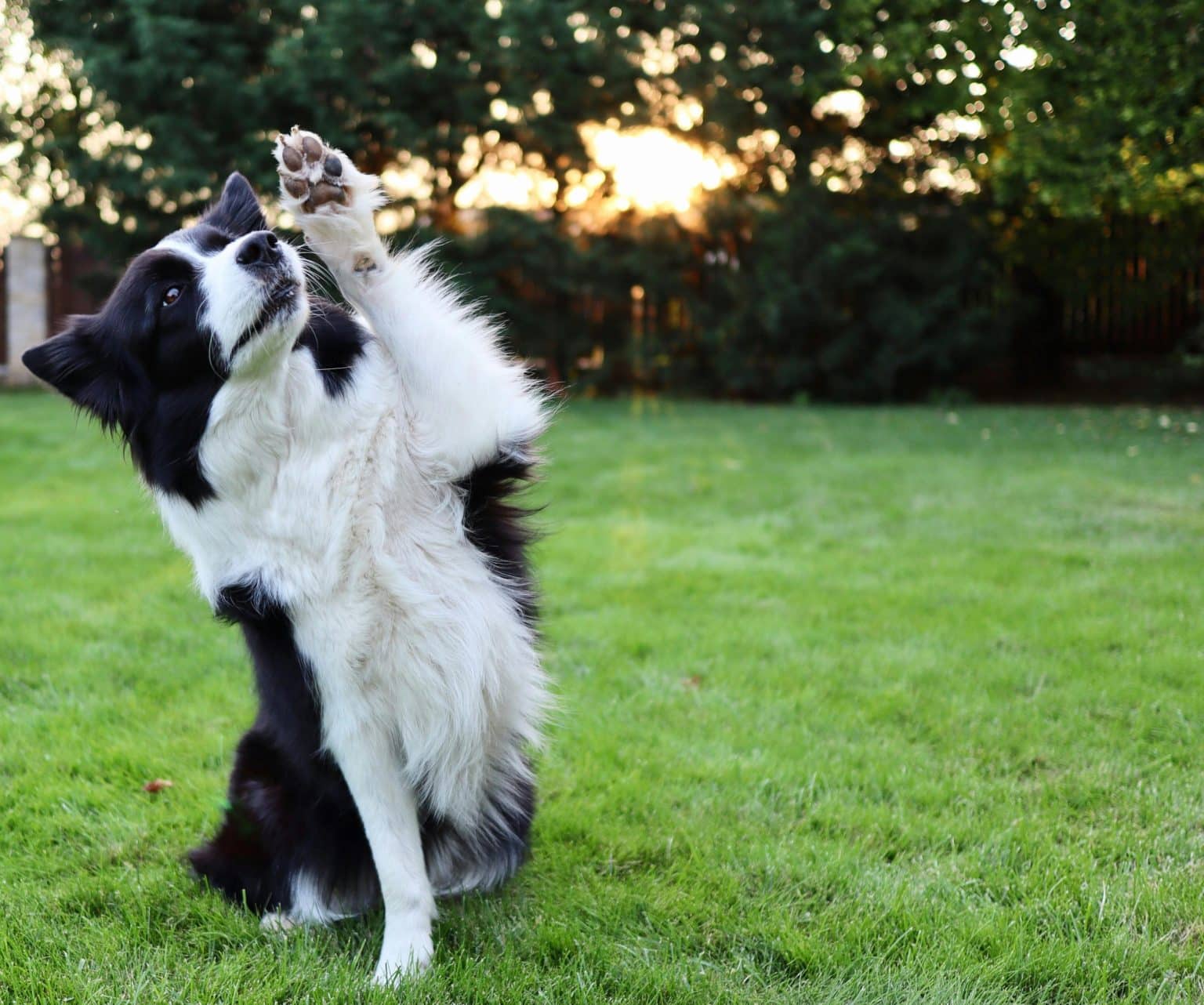 15 Hilarious Dog Moments That Prove They’re the Funniest Creatures ...