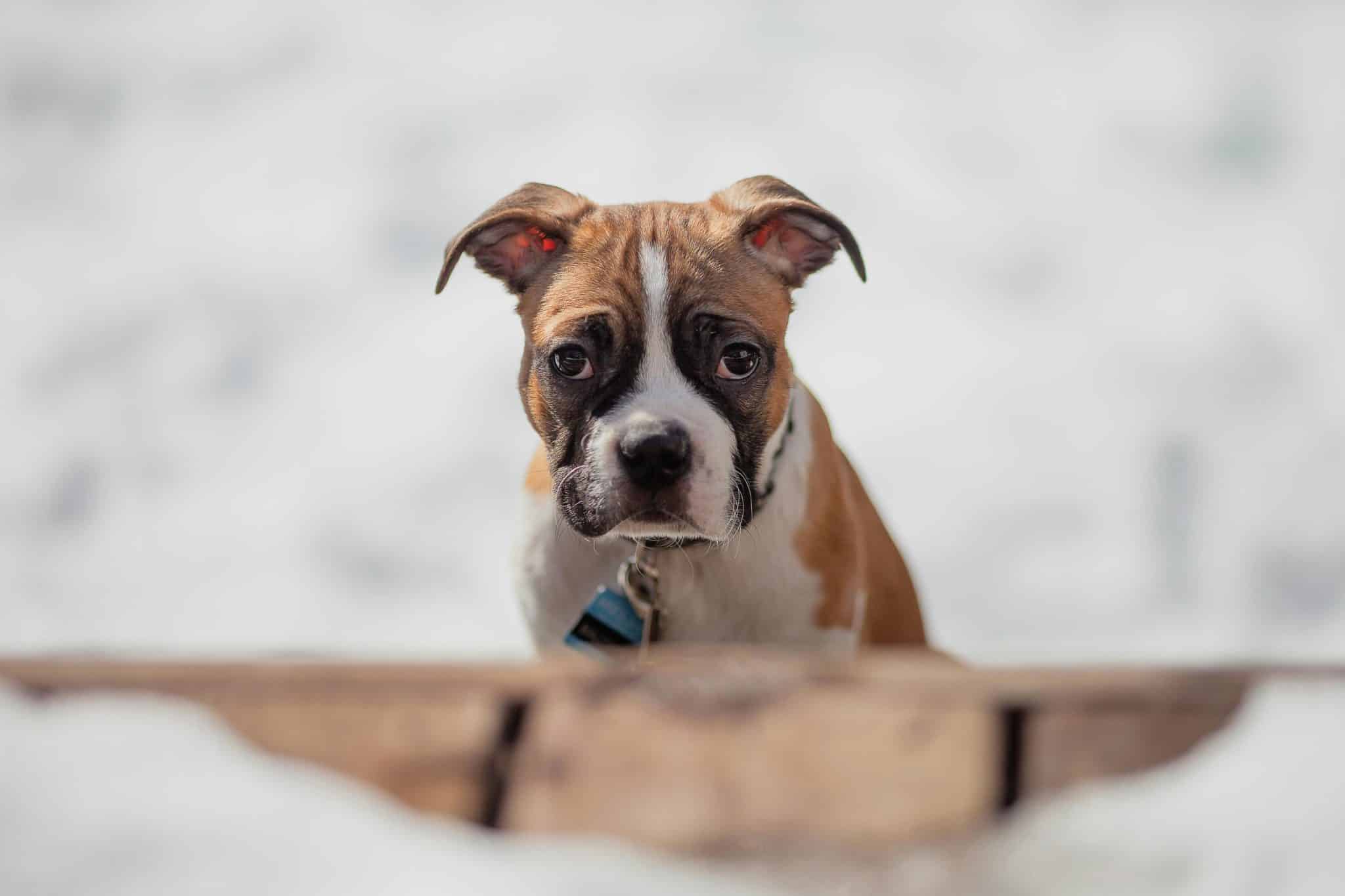 13 Unbelievable Dog Facts That Sound Fake but Are Actually True ...