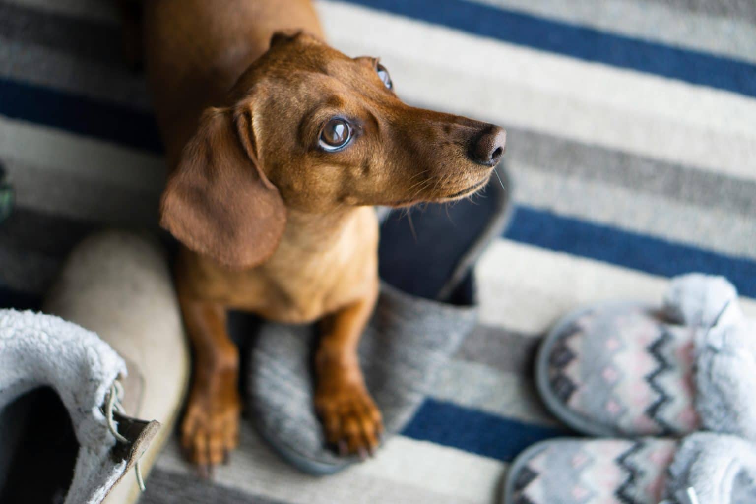 15 Best Snuggle-Loving Dog Breeds for Maximum Cuddle Sessions ...