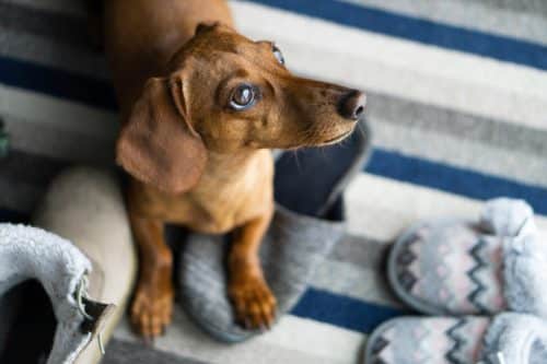 15 Best Snuggle-Loving Dog Breeds for Maximum Cuddle Sessions ...