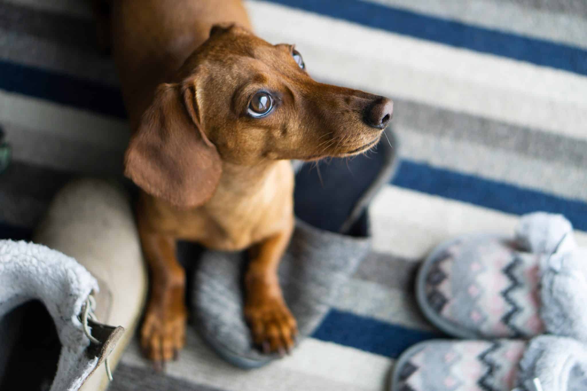 15 Best Snuggle-Loving Dog Breeds for Maximum Cuddle Sessions ...