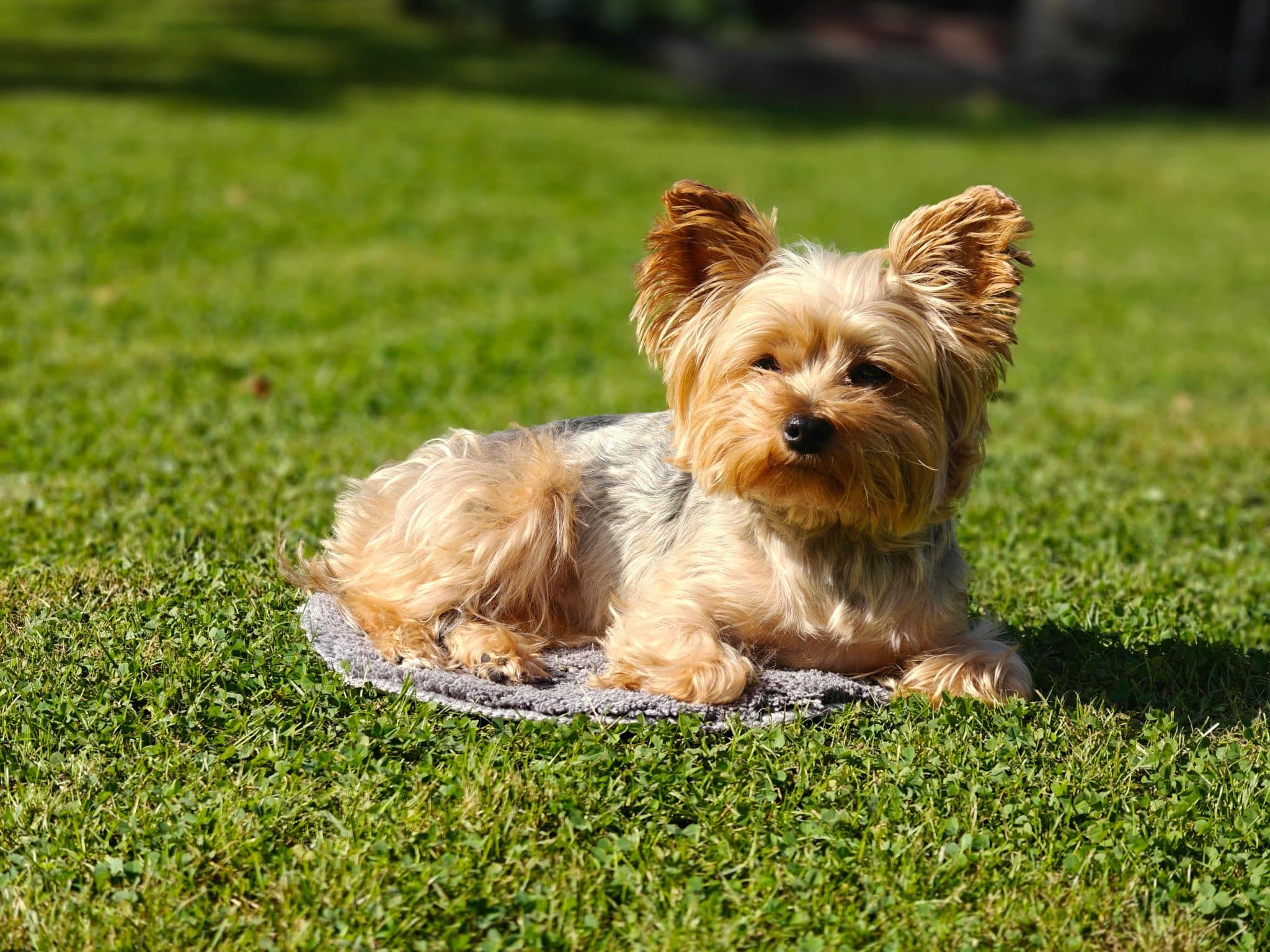 13 Small Dog Breeds That Are Basically Big Dogs in Tiny Bodies ...