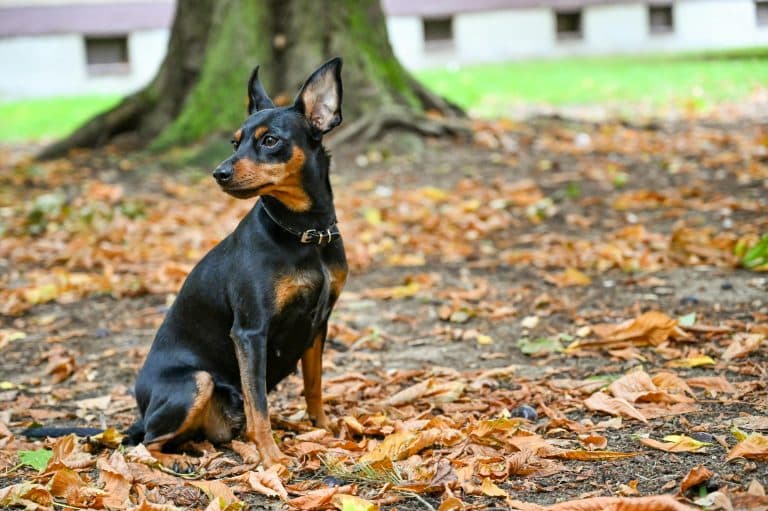 13 Small Dog Breeds That Are Basically Big Dogs in Tiny Bodies ...