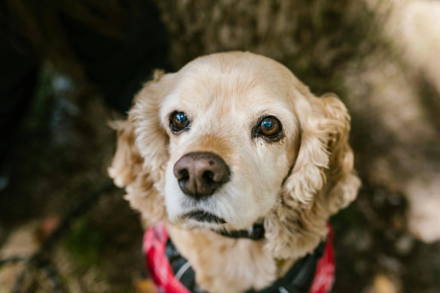15 Best Medium-Sized Dog Breeds For The Perfect Balance - iHeartDogs.com