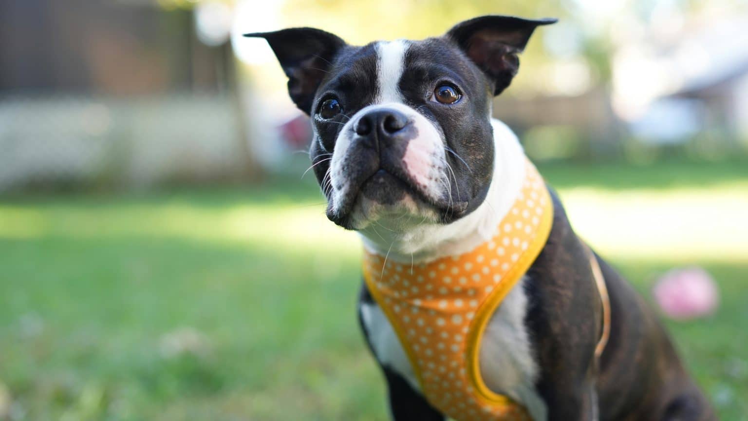 11 Small Dog Breeds Who Run the Show - iHeartDogs.com