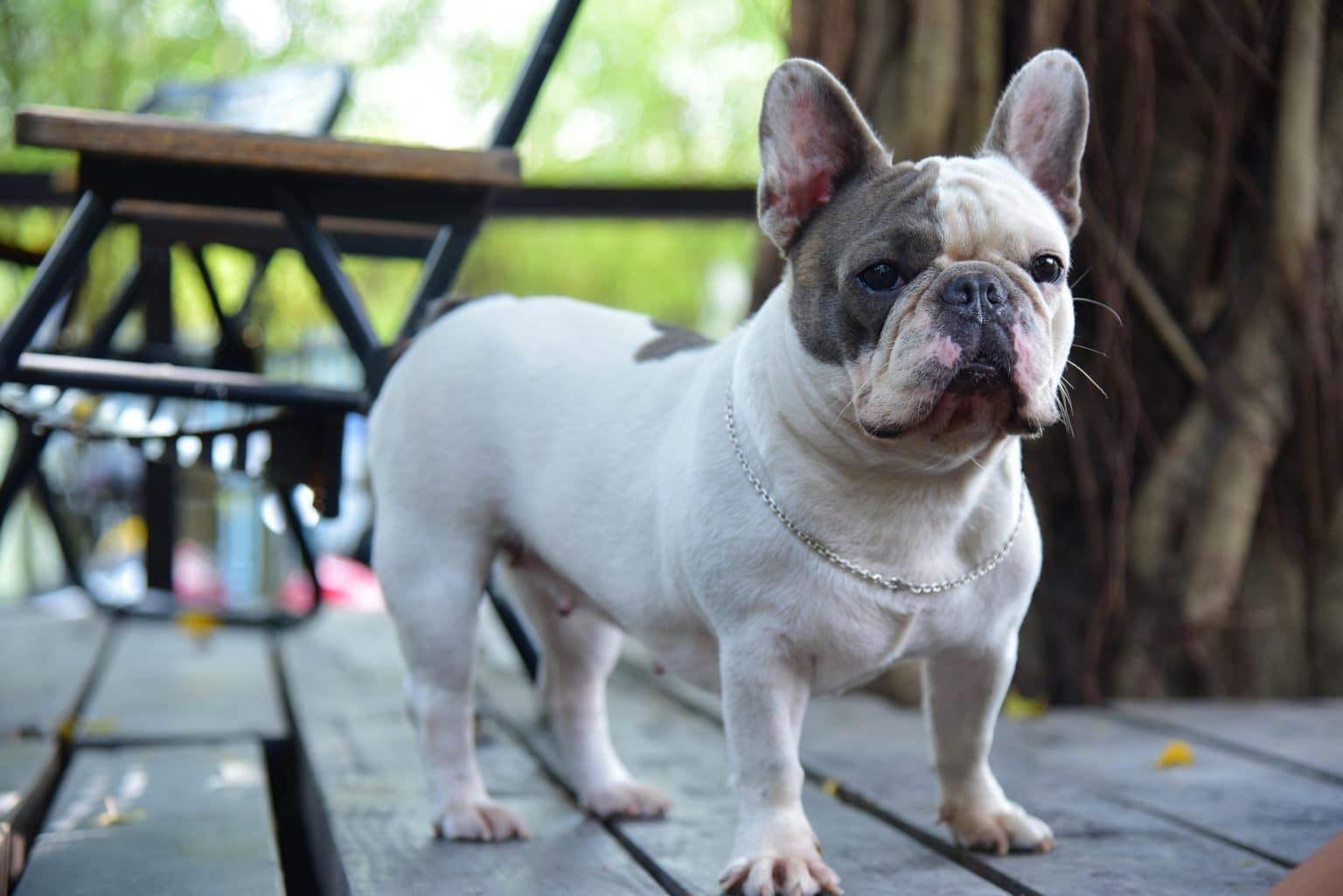 13 Dog Breeds That Match the Vibes of Every Music Genre - iHeartDogs.com
