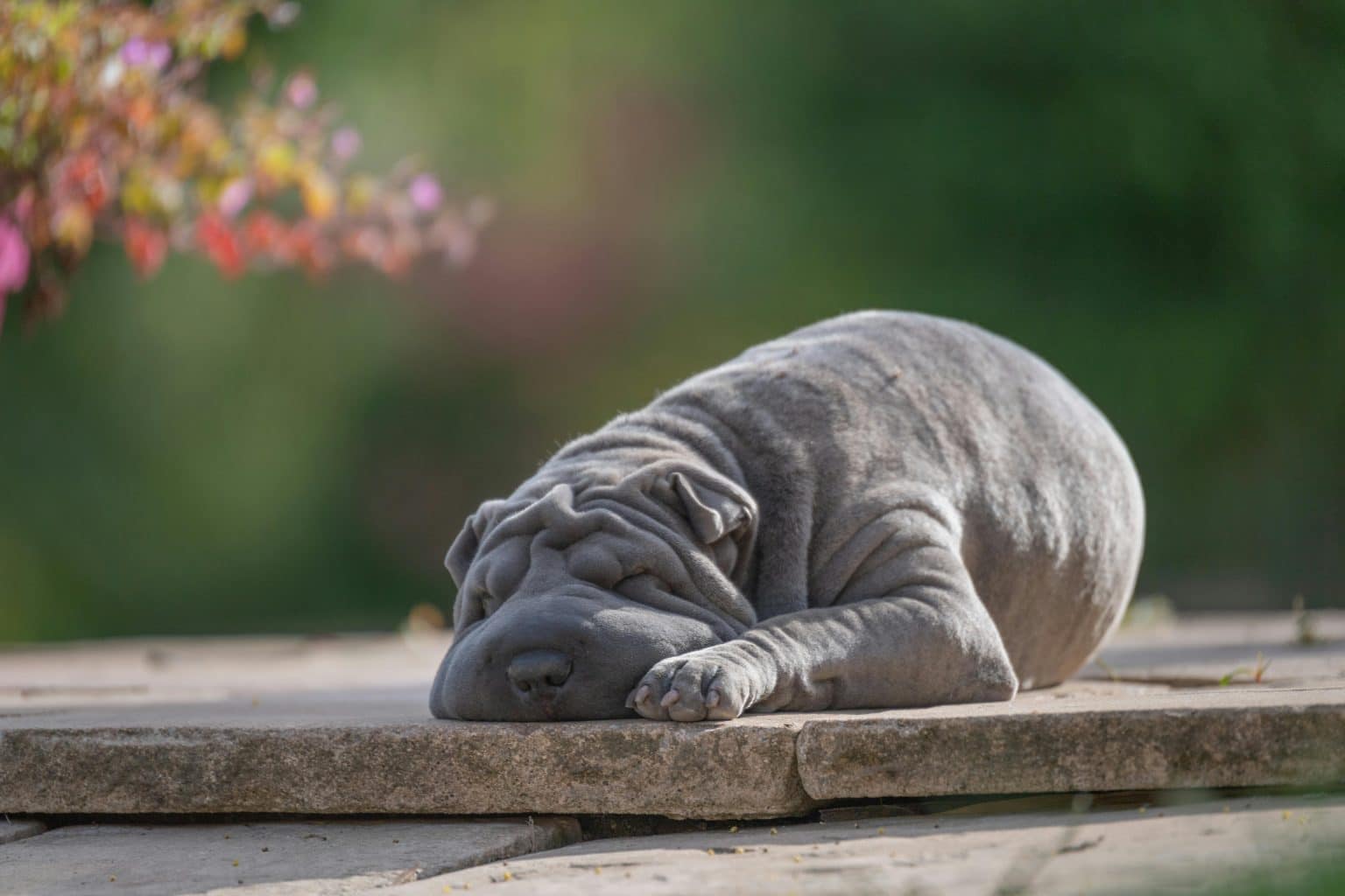 Top 9 Dog Breeds That Have Guarded Sacred Temples For Generations ...