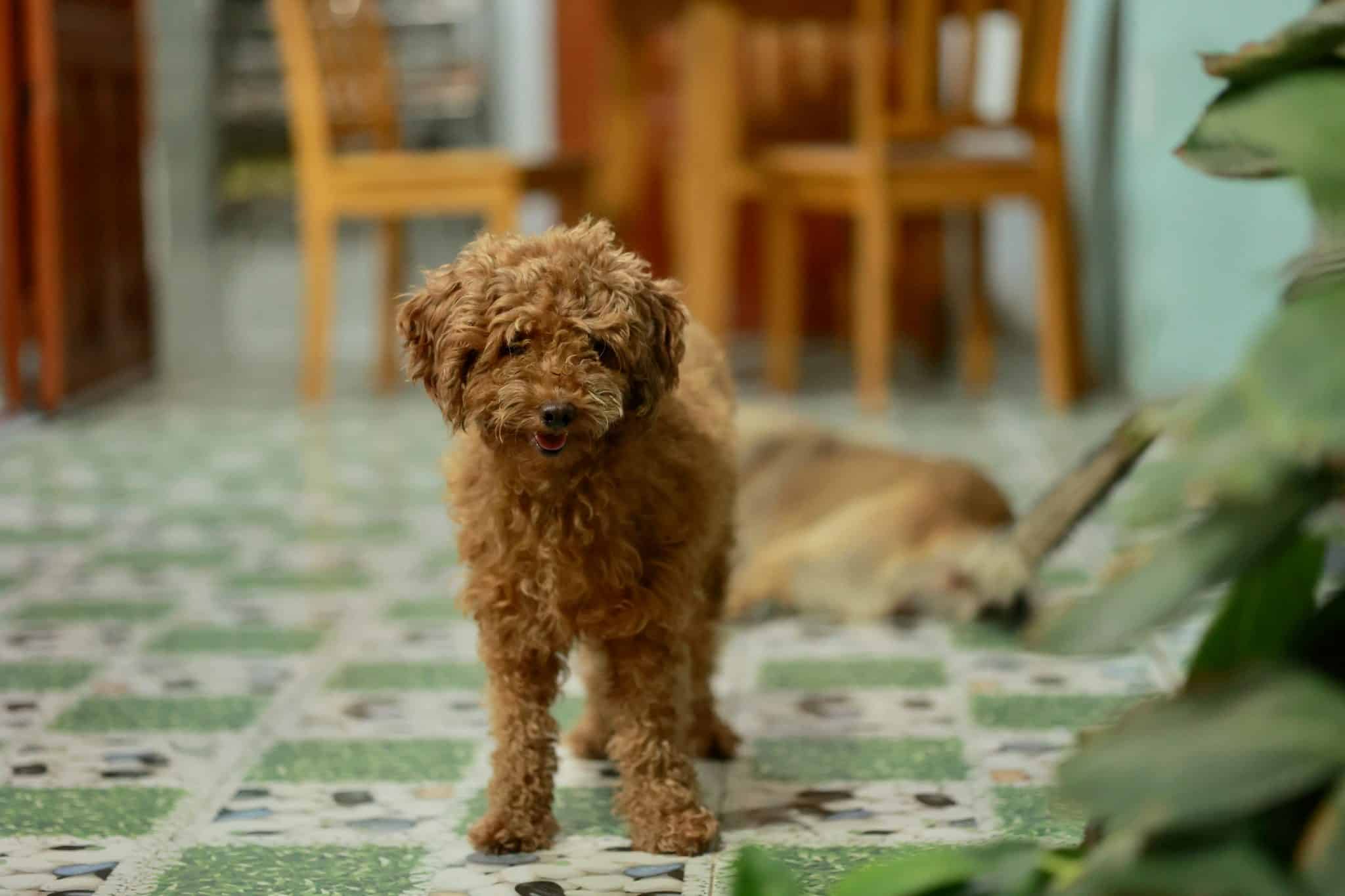 13 Heartbreaking Signs Your Dog Feels Lonely (And How to Fix It ...