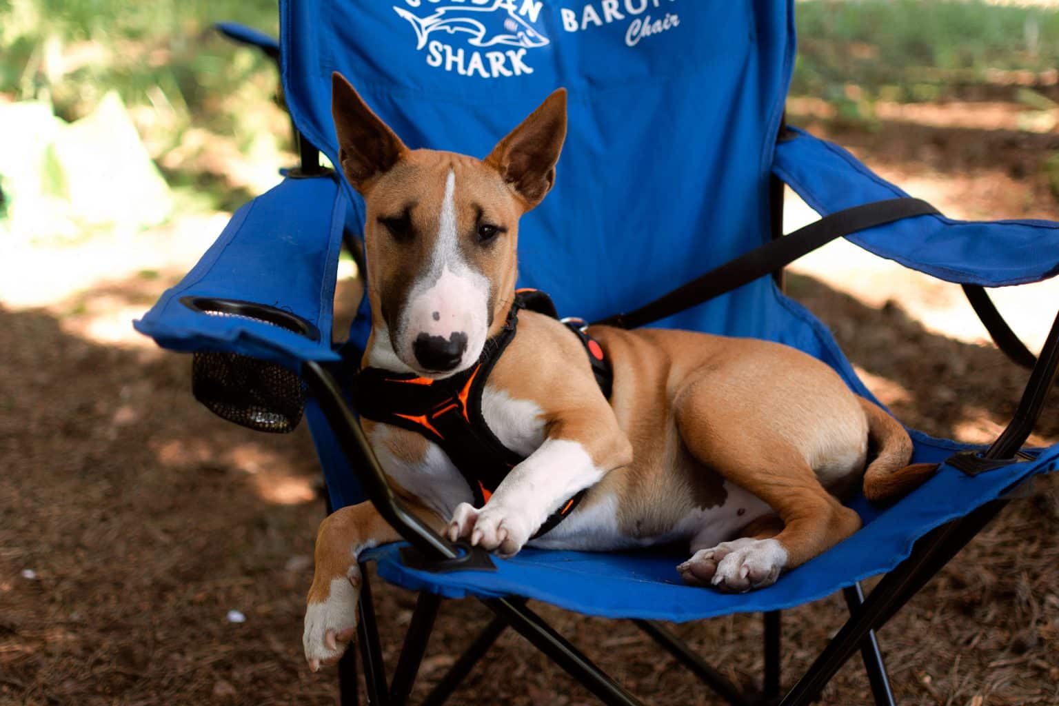 15 Dog Breeds That Have Been The Face Of Famous Brands & Mascots ...