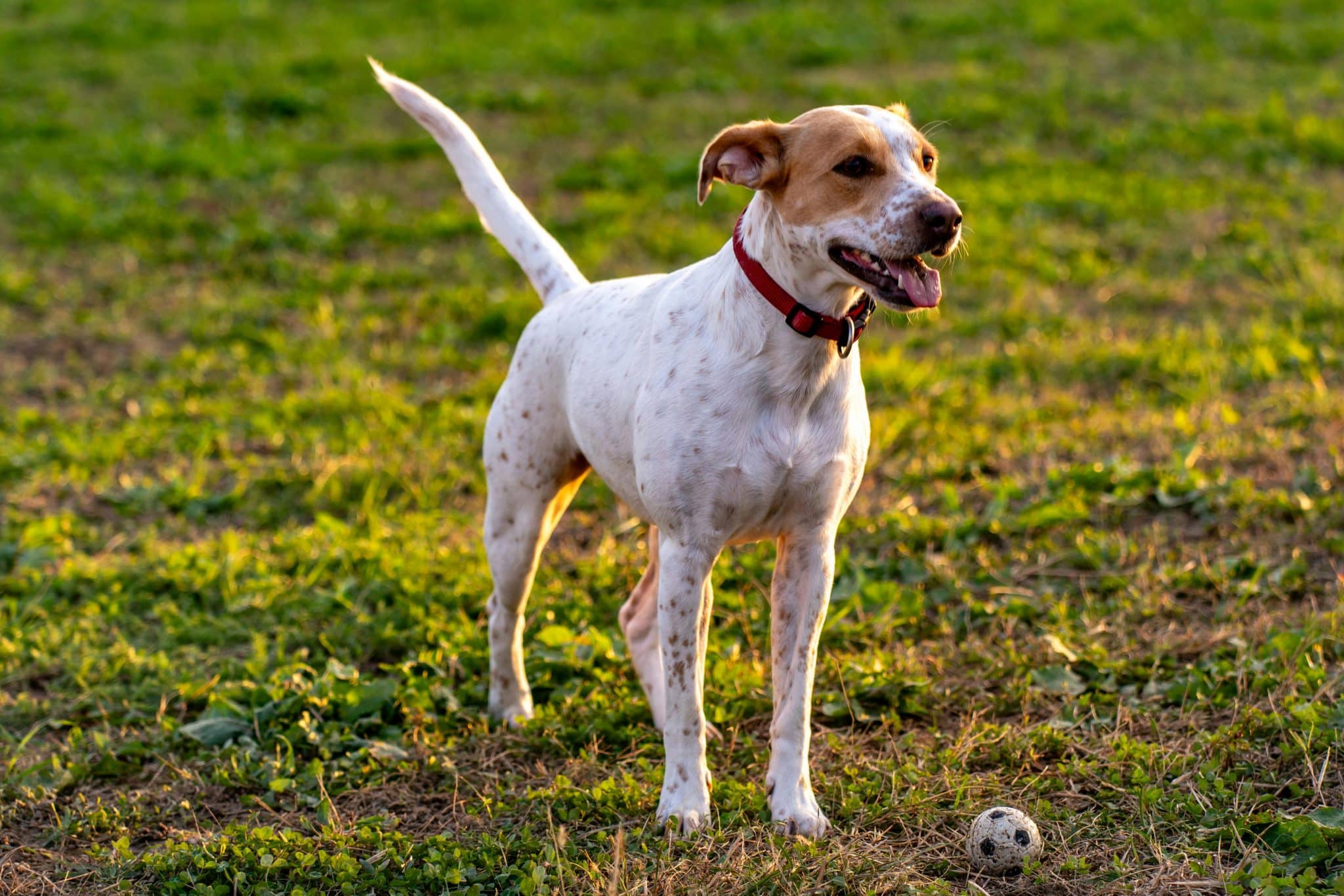 9 Unbelievable Stories of Dogs Who Saved Their Owners’ Lives ...