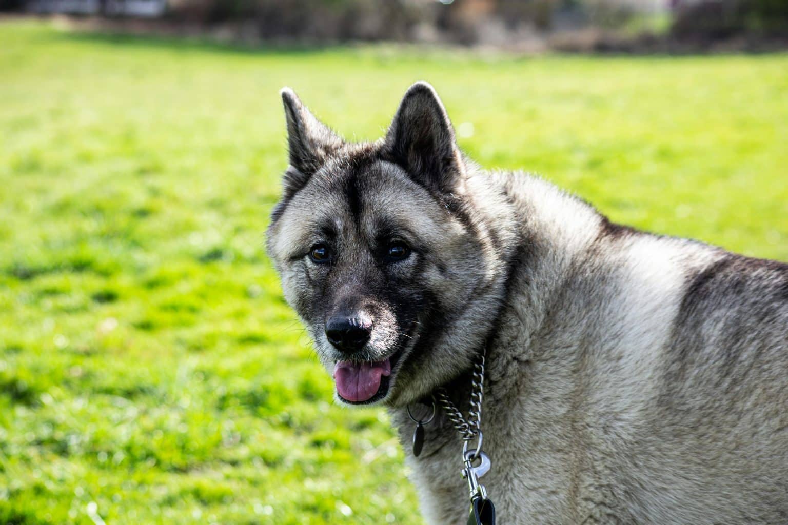 The Ultimate 13 Dog Breeds That Have Inspired Legends & Folklore for ...