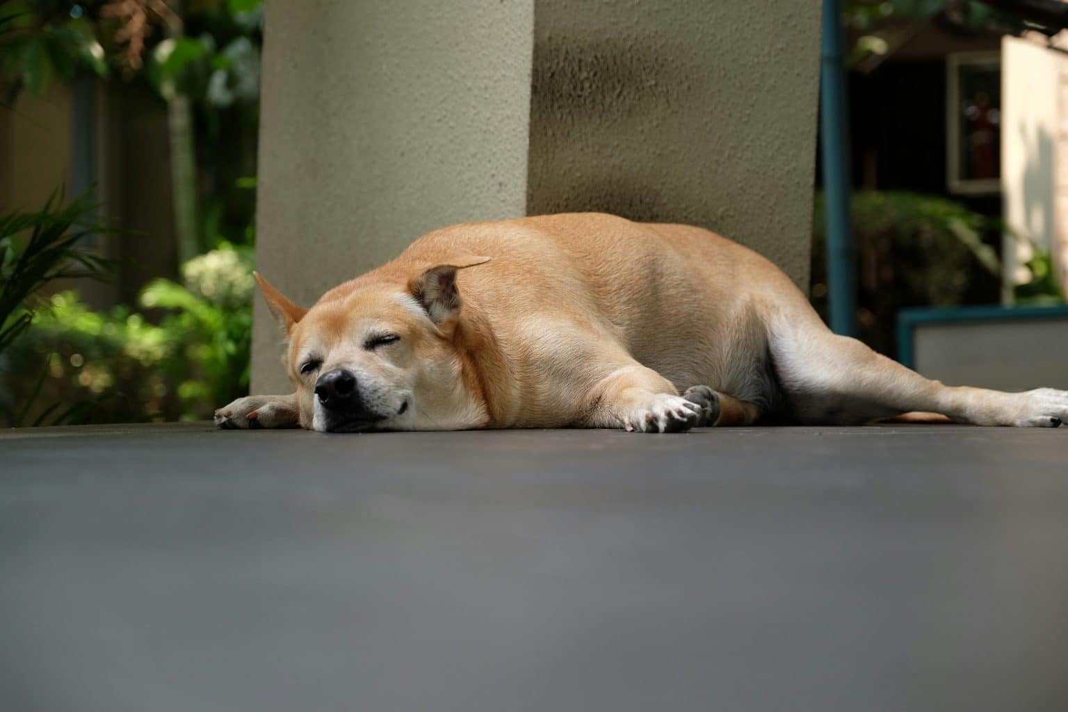 9 Reasons Your Dog Sleeps So Much (And When to Worry!) - iHeartDogs.com