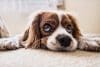 7 Natural Sleep Aids to Help Your Restless Dog Relax at Night ...