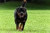 11 Dog Breeds That Stand Their Ground - iHeartDogs.com