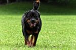 11 Dog Breeds That Stand Their Ground - iHeartDogs.com