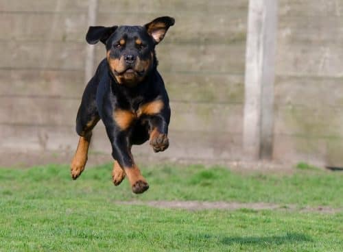 9 Most Loyal Rescue Dog Breeds That Never Forget Where They Came From ...