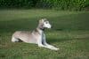 Top 15 Dog Breeds That Were Popular in Ancient Rome—And Still Exist ...