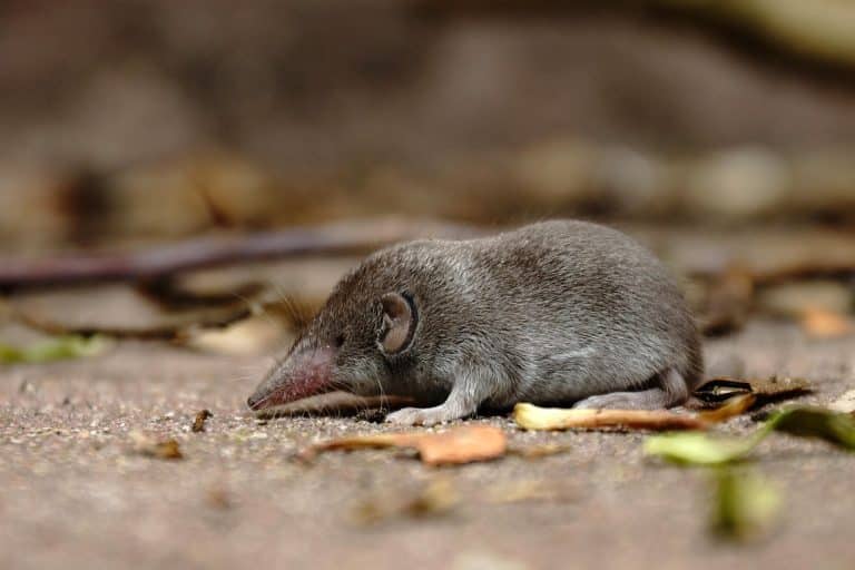 11 Exotic Mammals You Didn’t Know Exist (And They’re Adorable ...