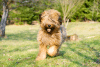 11 Dog Breeds That Were Famous In The ’80s But Are Rare Today ...