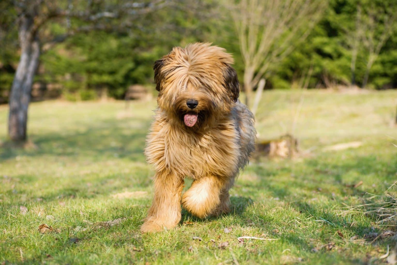 Top 15 Dog Breeds That Were Popular in Ancient Rome—And Still Exist ...