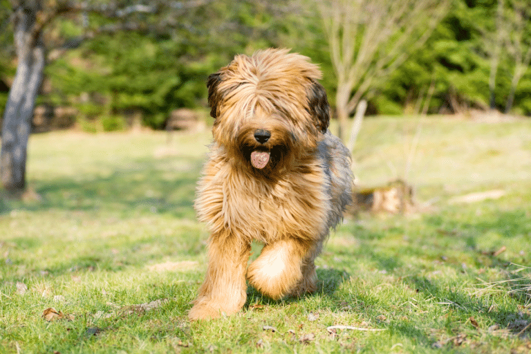 11 Dog Breeds That Were Famous In The ’80s But Are Rare Today ...