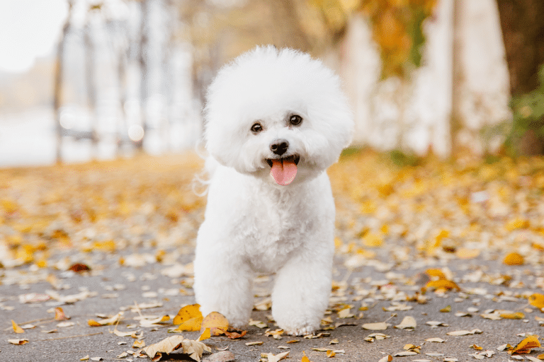 11 Fluffy Dog Breeds That Look Like Walking Stuffed Animals ...