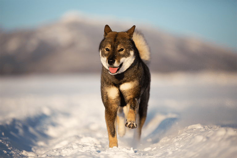13 Sly Dog Breeds That Look Like Foxes - iHeartDogs.com