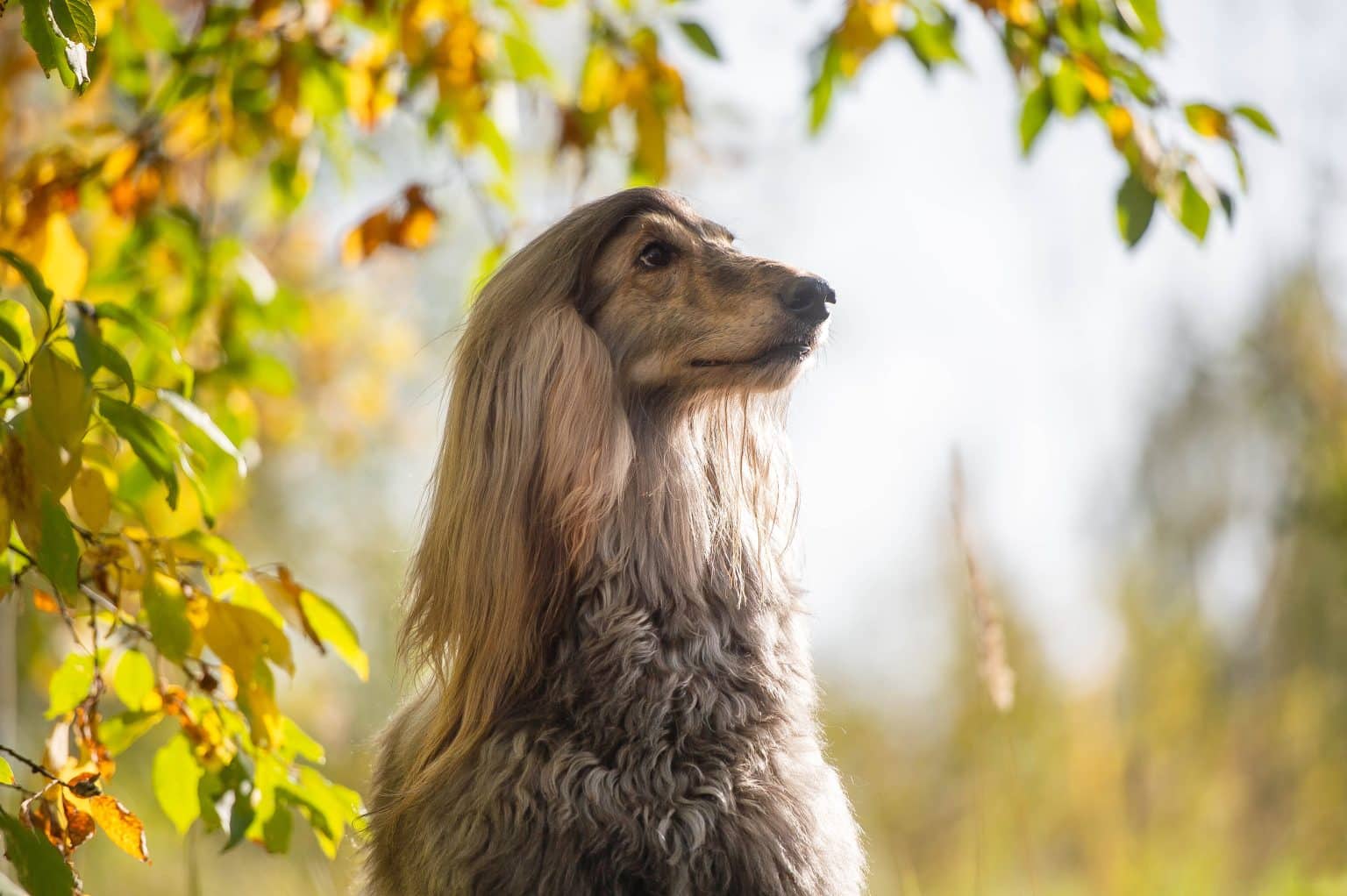 11 Dog Breeds That Have The Elegance And Strength Of ACOTAR High Fae ...