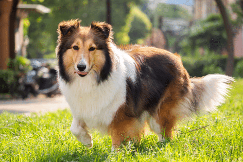 15 Loving Dog Breeds That Are All Heart - iHeartDogs.com