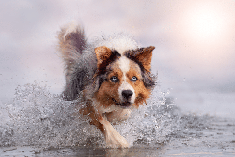 11 Best Adventure-Ready Dog Breeds for Outdoor Lovers - iHeartDogs.com