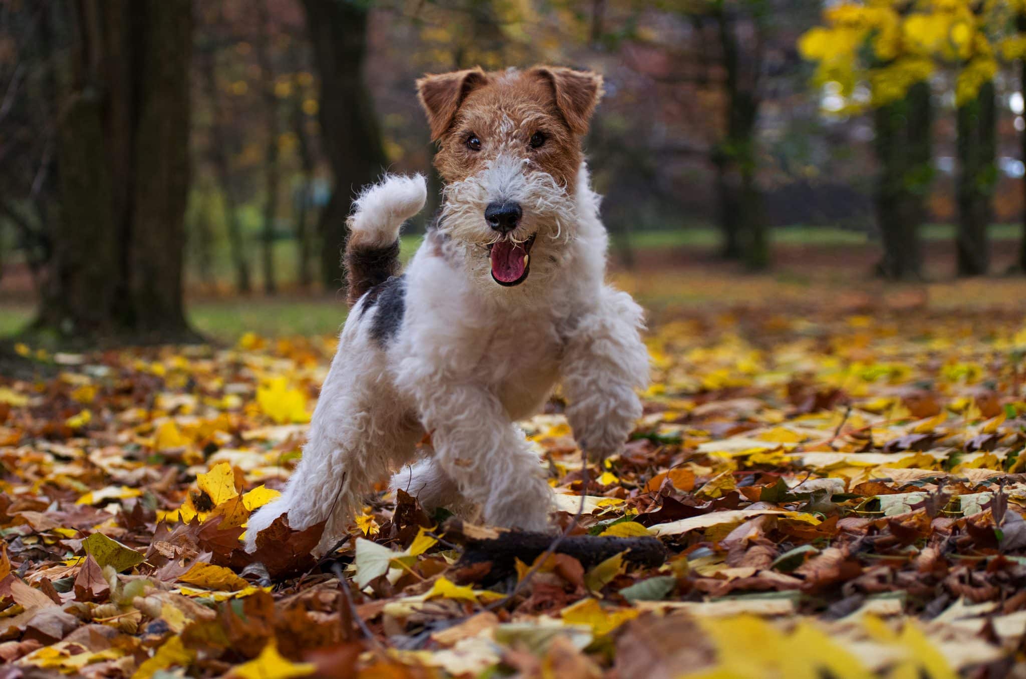 15 Dog Breeds That Helped Raise the Greatest Generation