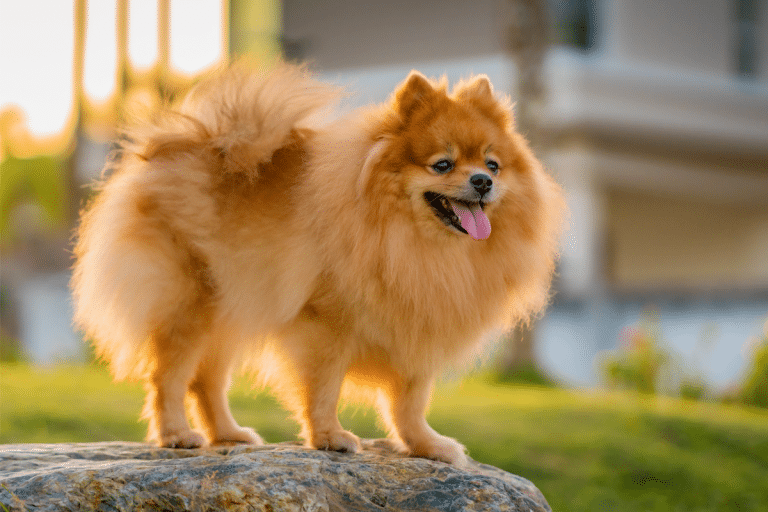 11 Ultimate Fluffy Dog Breeds That Look Like Walking Cloud Puffs ...