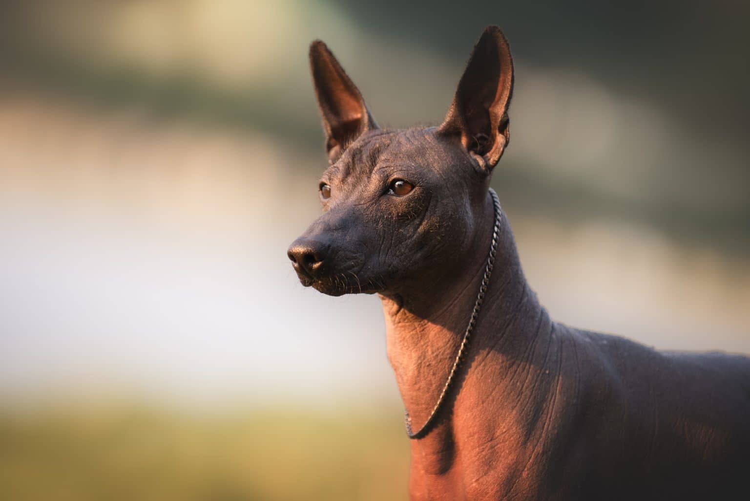 15 Dog Breeds That Have Watched Over Sacred Temples For Generations ...