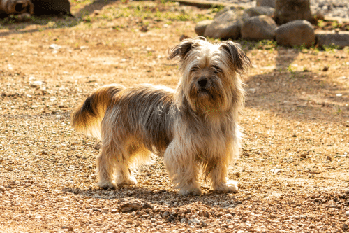 11 Compact Dog Breeds With Short Legs And Big Confidence - iHeartDogs.com