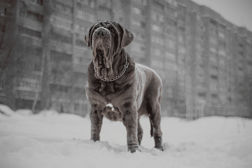 13 Moody Dog Breeds That Are Basically Walking Pieces Of Gothic ...