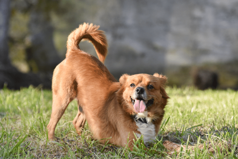 11 Things Your Dog’s Tail Movements Are Trying To Tell You - iHeartDogs.com
