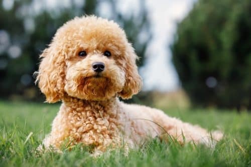 2025’s Most Popular Dog Breeds in the US, Ranked by the American Kennel ...