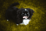 The Ultimate 13 Dog Breeds That Have Inspired Legends & Folklore for ...