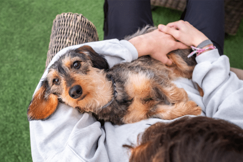 15 Best Snuggle-Loving Dog Breeds for Maximum Cuddle Sessions ...