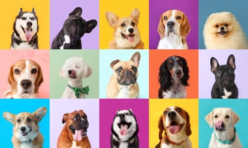 2025’s Most Popular Dog Breeds in the US, Ranked by the American Kennel ...