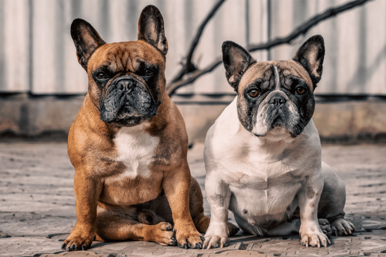 11 Most Social Dog Breeds That Will Instantly Befriend Everyone ...