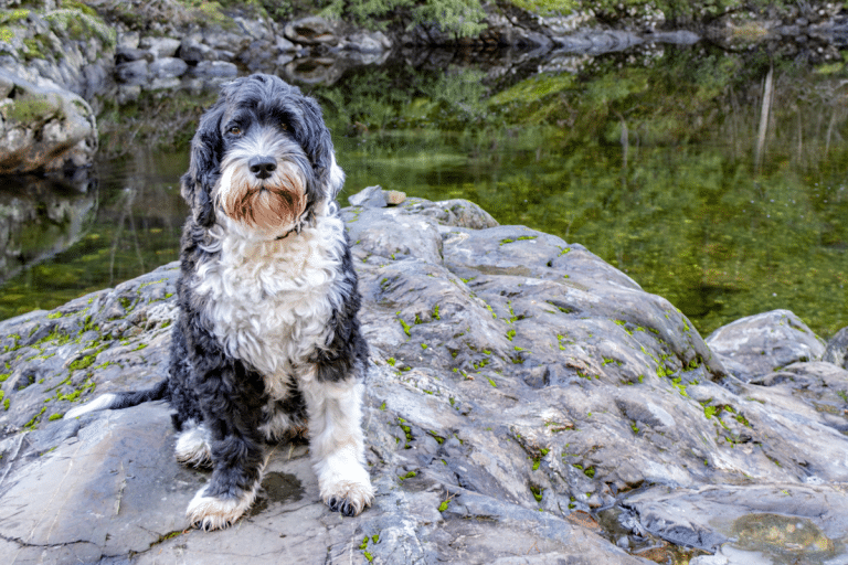 13 Curly-Coated Dog Breeds That Look Like Walking Clouds - iHeartDogs.com