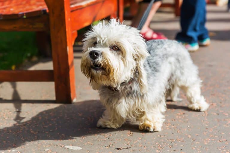 17 Scruffy Wire-Haired Dog Breeds You'll Absolutely Love (2026 ...