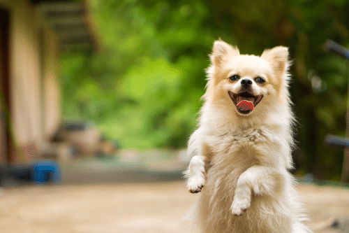 15 Hilarious Dog Moments That Prove They’re the Funniest Creatures ...