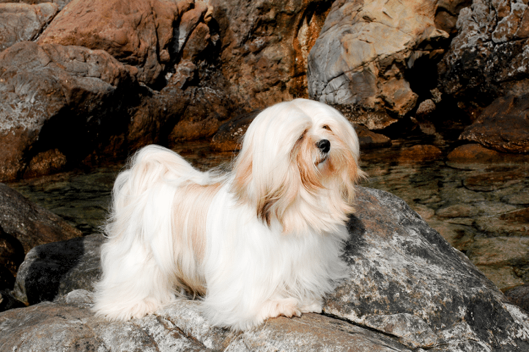 11 Historical Dog Breeds With Interesting Origins - iHeartDogs.com