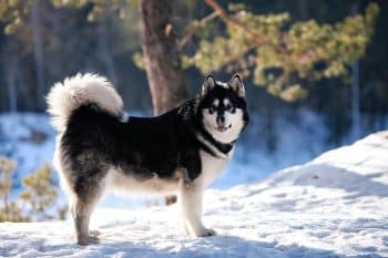 11 Best Adventure-Ready Dog Breeds for Outdoor Lovers - iHeartDogs.com