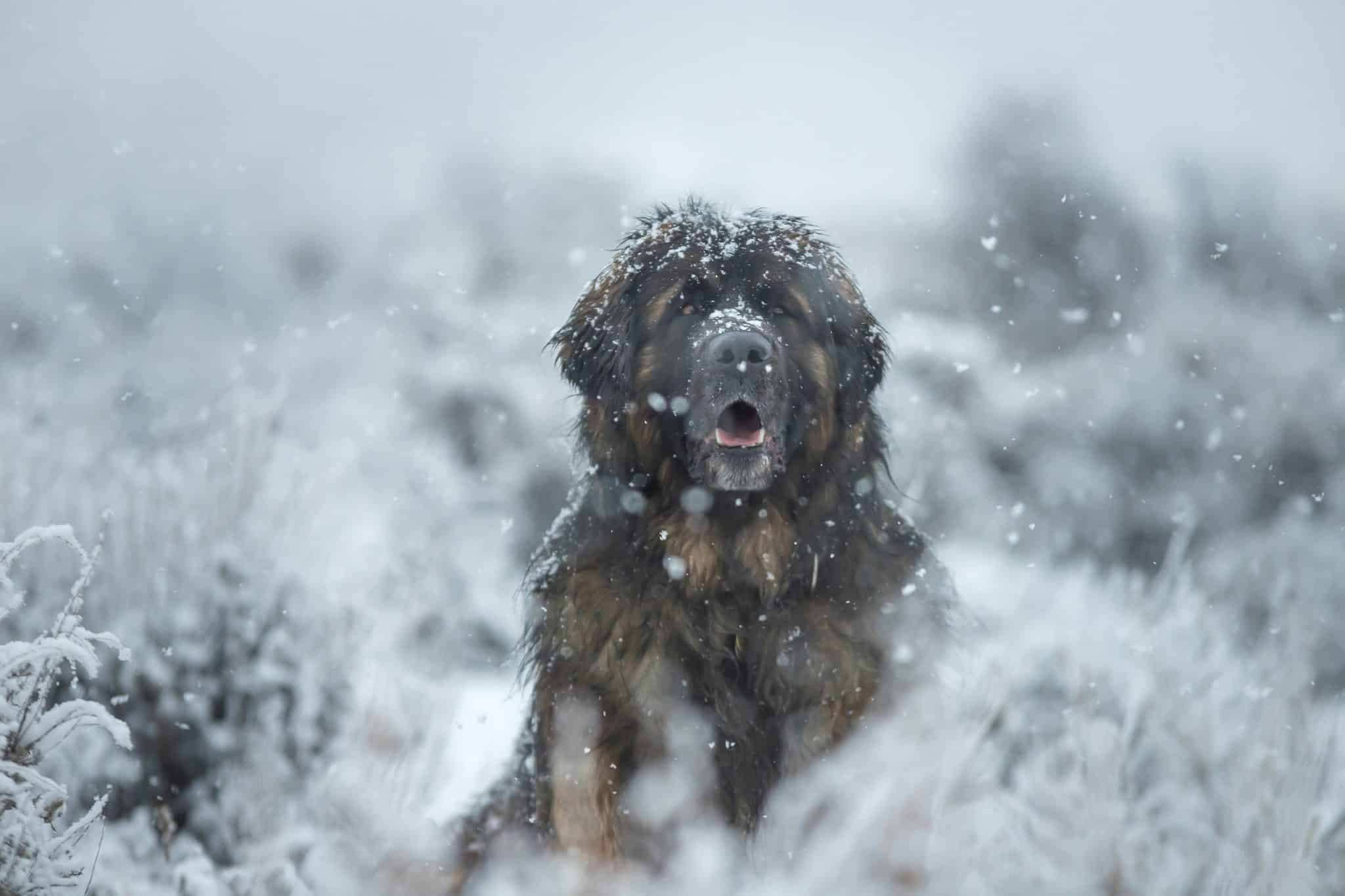 11 Incredible Ways Dogs Learn To Adapt and Thrive - iHeartDogs.com