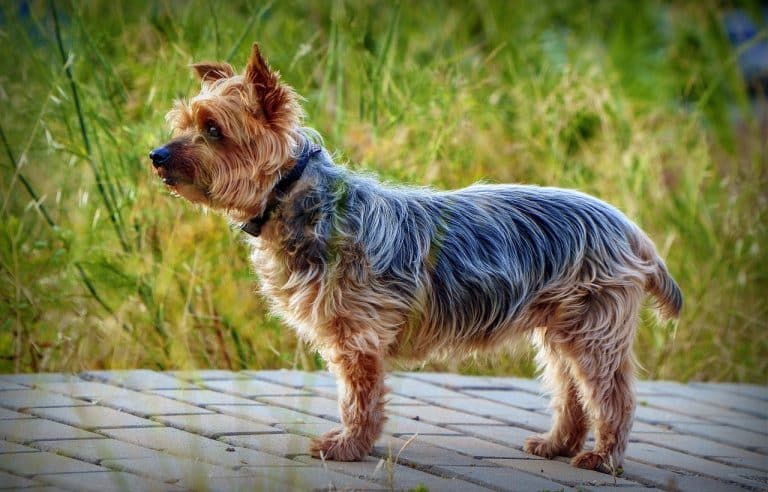 Top 11 Small But Mighty Dog Breeds That Have The Hearts Of Warriors ...